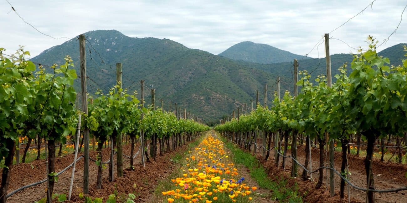 Natuurwijn vs. Biologische Wijn: Wat is het verschil? – De Groene Slijter